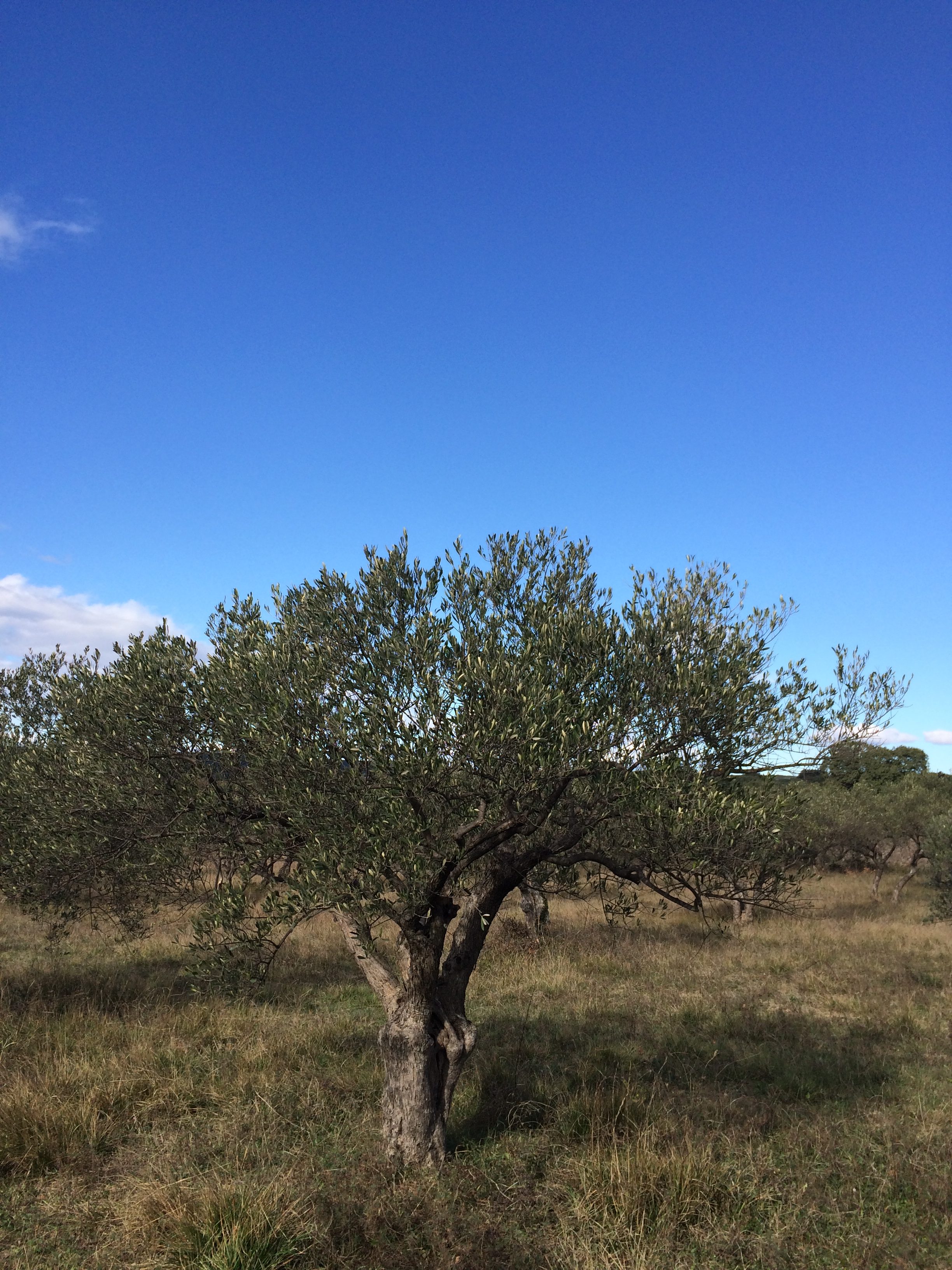 Découverte de la garrigue